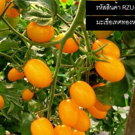 เมล็ดพันธุ์แอปเปิ้ลแดง -Red Meat Apple - ThailandSeedShop