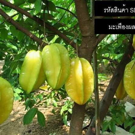 เมล็ดพันธุ์แอปเปิ้ลแดง -Red Meat Apple - ThailandSeedShop